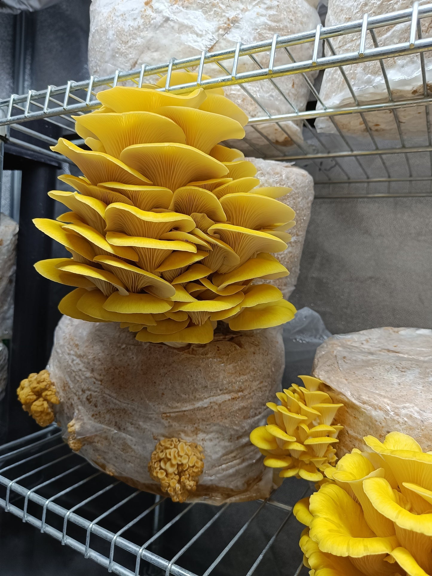 Pleurote jaune (Pleurotus citrinopileatus) – MissionMycelium