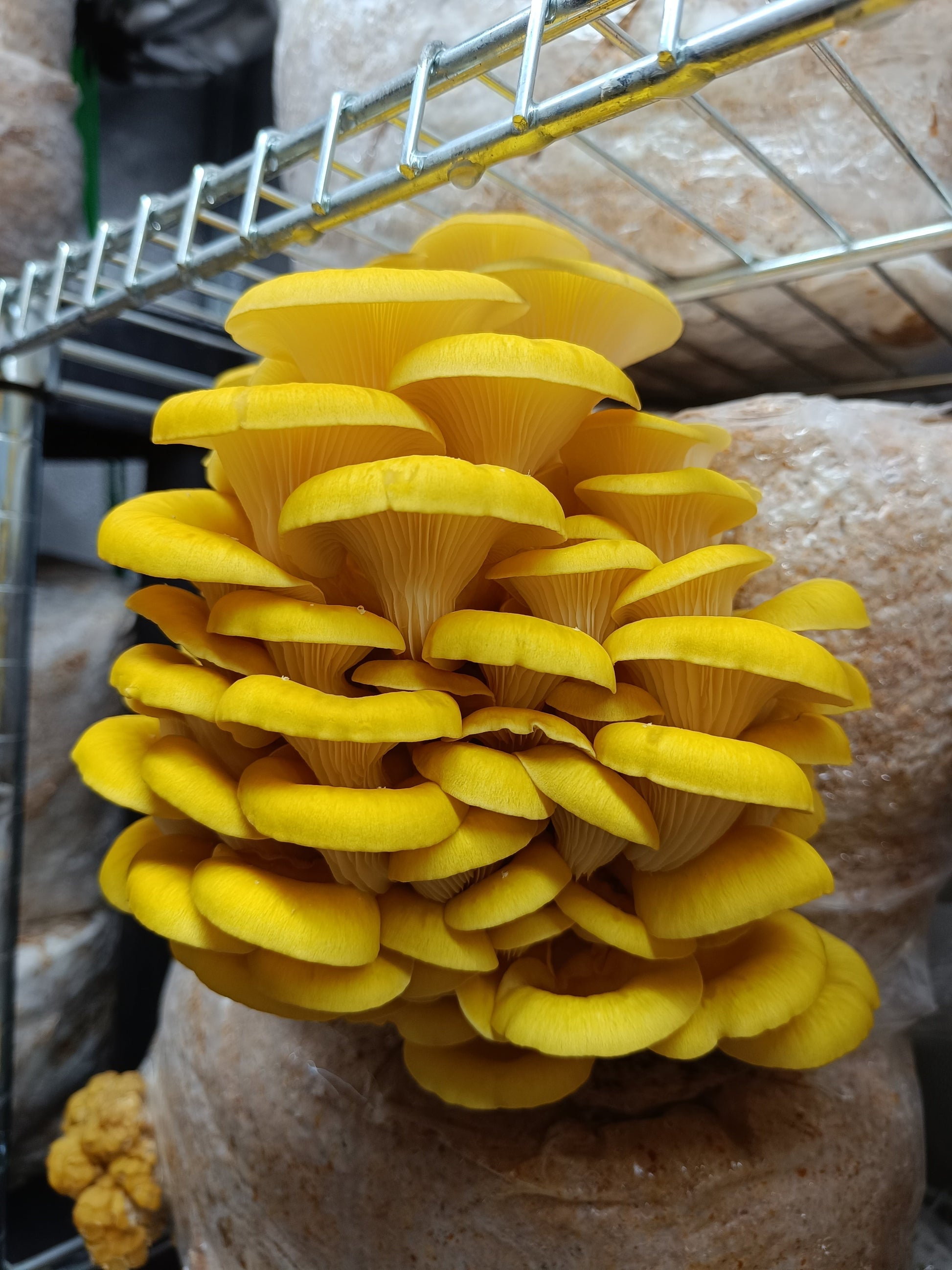 Pleurote jaune (Pleurotus citrinopileatus) – MissionMycelium