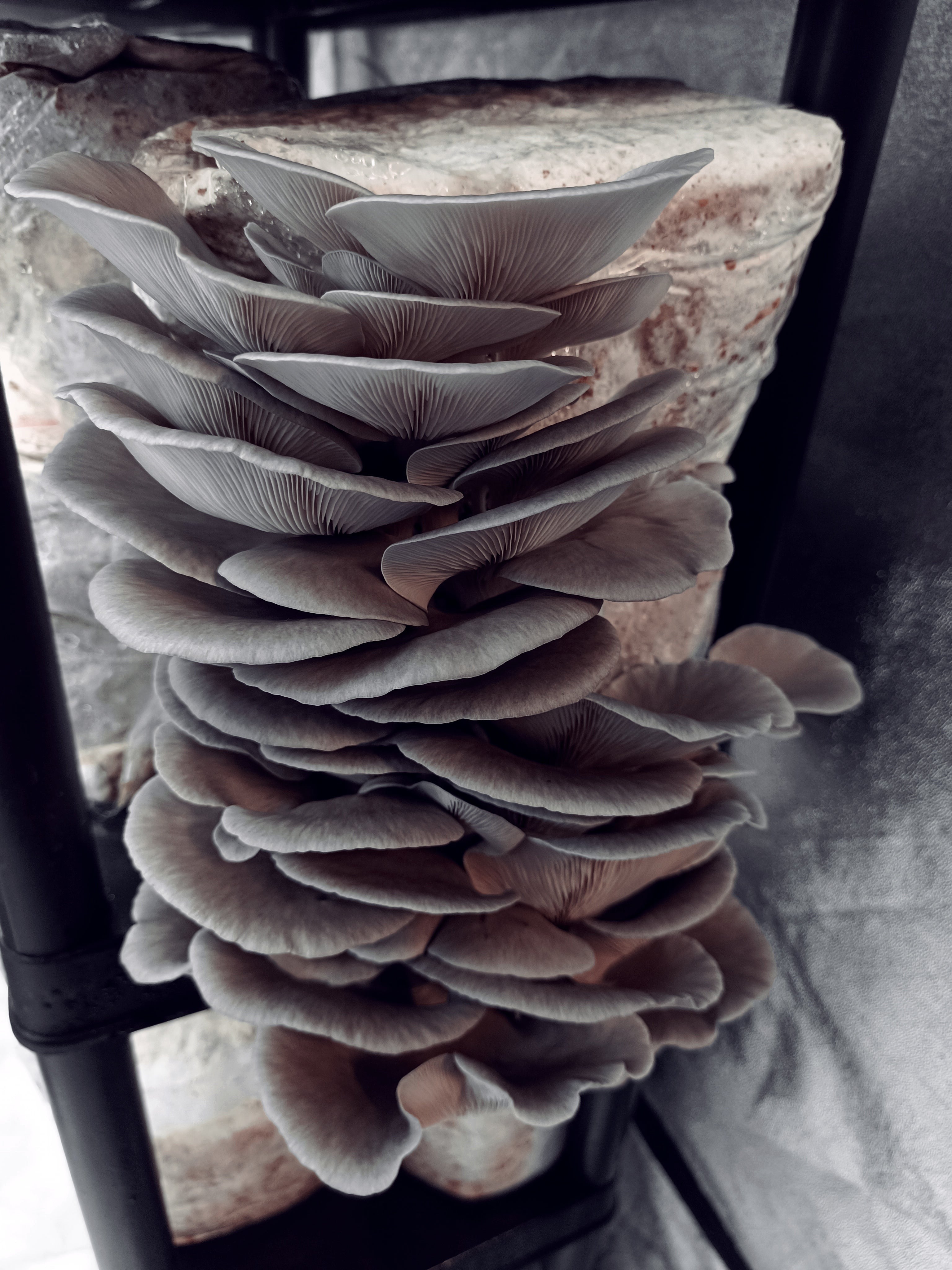 Pleurote bleu (Pleurotus columbinus) – MissionMycelium