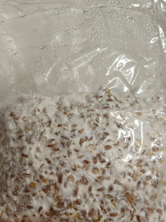 Mycelium Grain spawn – MissionMycelium