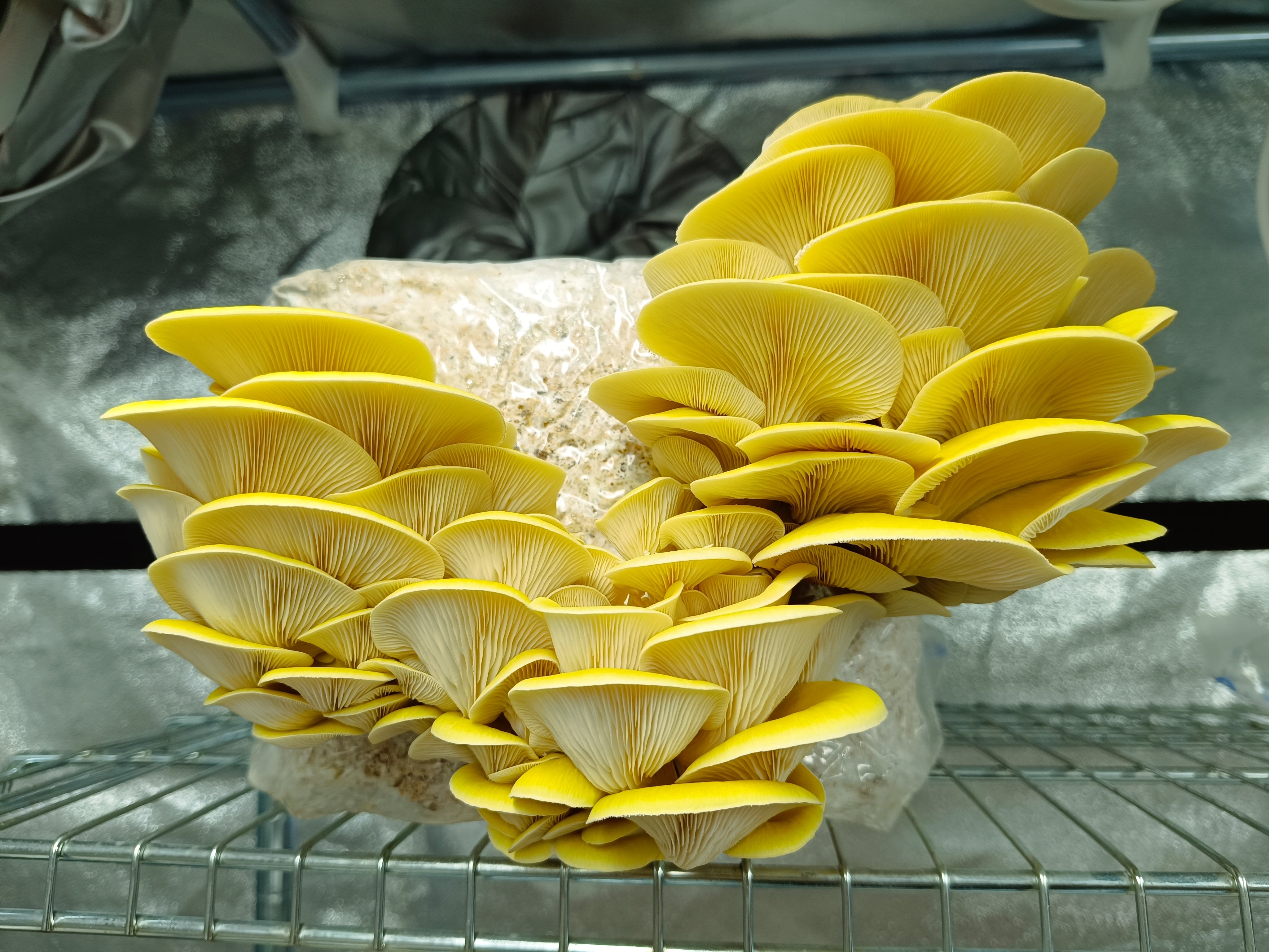 Pleurote jaune (Pleurotus citrinopileatus) – MissionMycelium